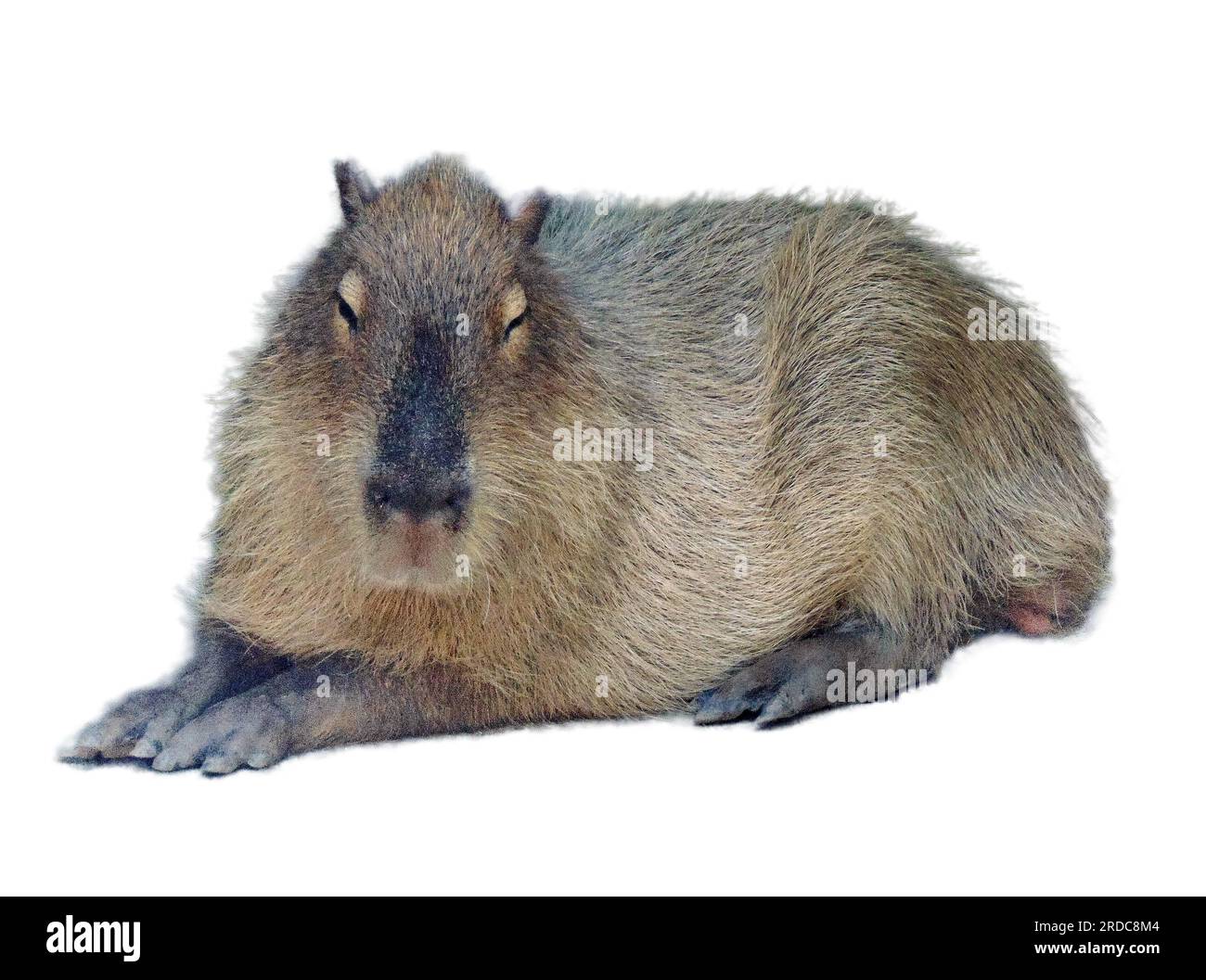 Capybara isolated on white background Stock Photo - Alamy