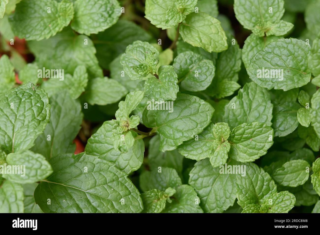 Fresh mint from the garden hi-res stock photography and images - Alamy