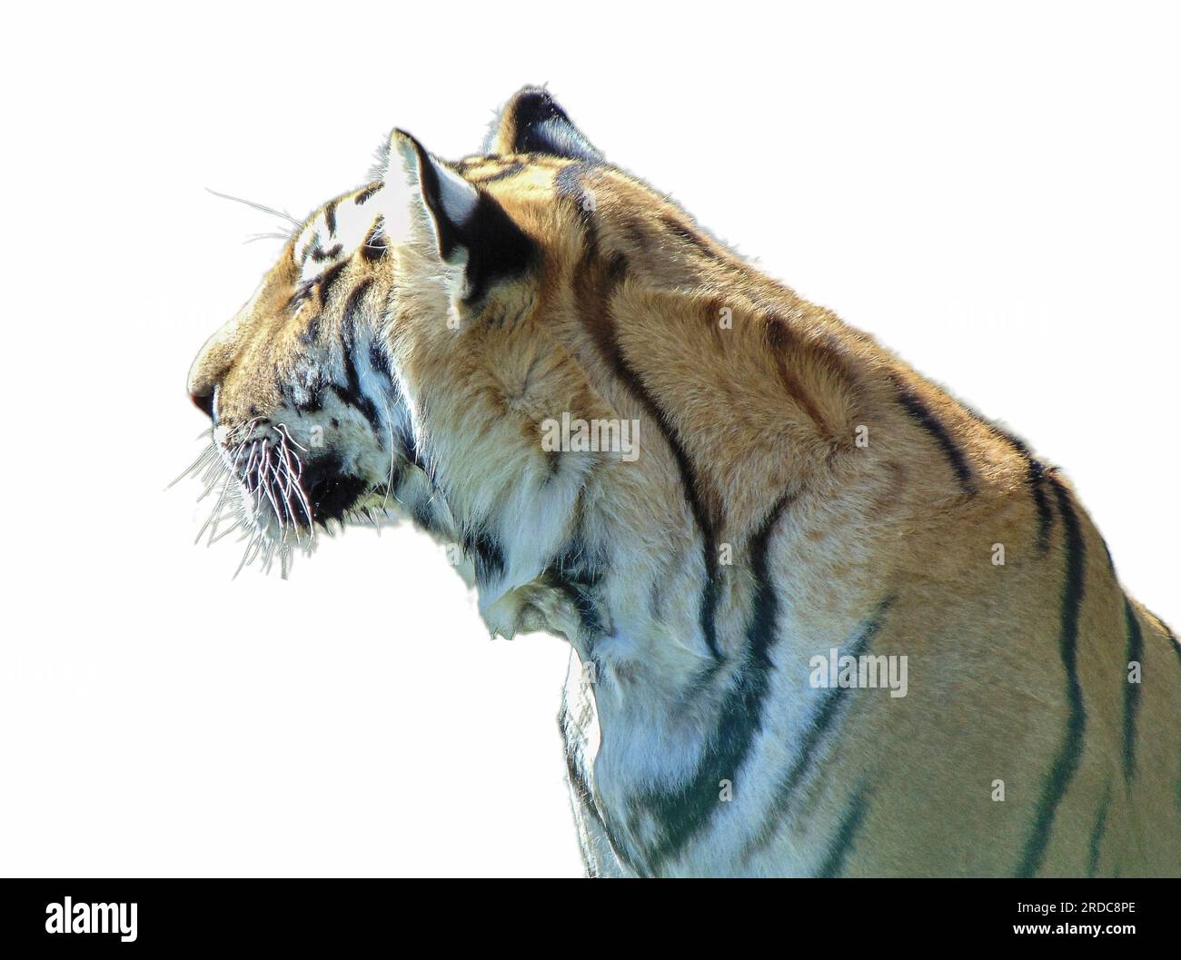 Siberian tiger isolated on white background Stock Photo - Alamy