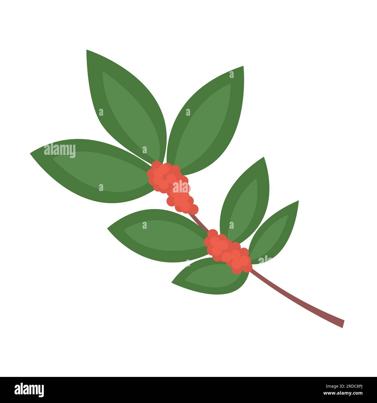 Coffee plant vector flat Stock Vector Image & Art - Alamy