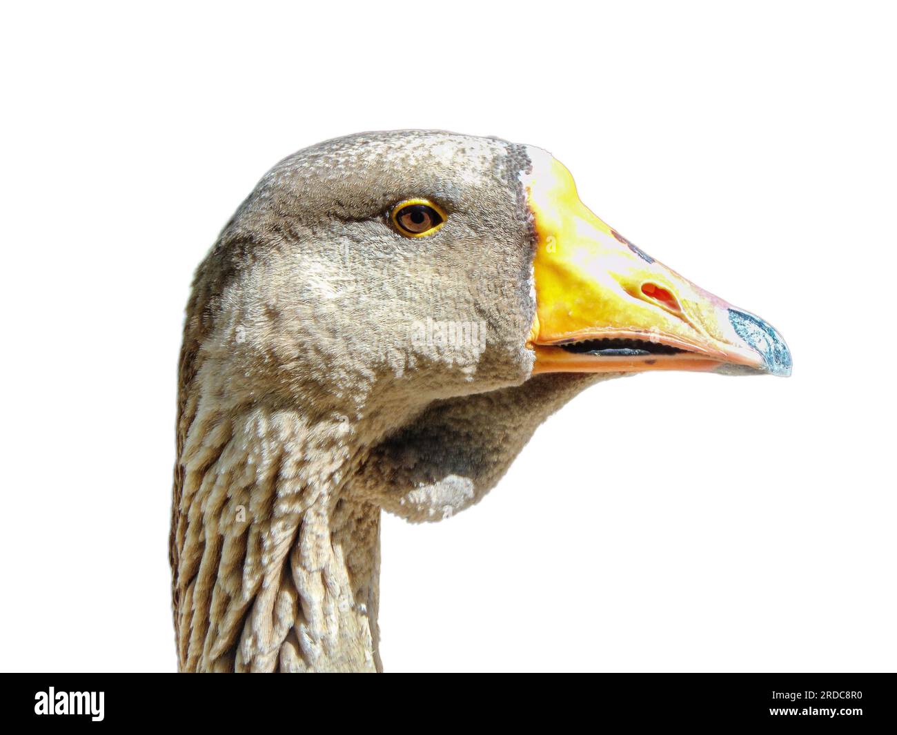 Anser anser domesticus Cut Out Stock Images & Pictures - Alamy