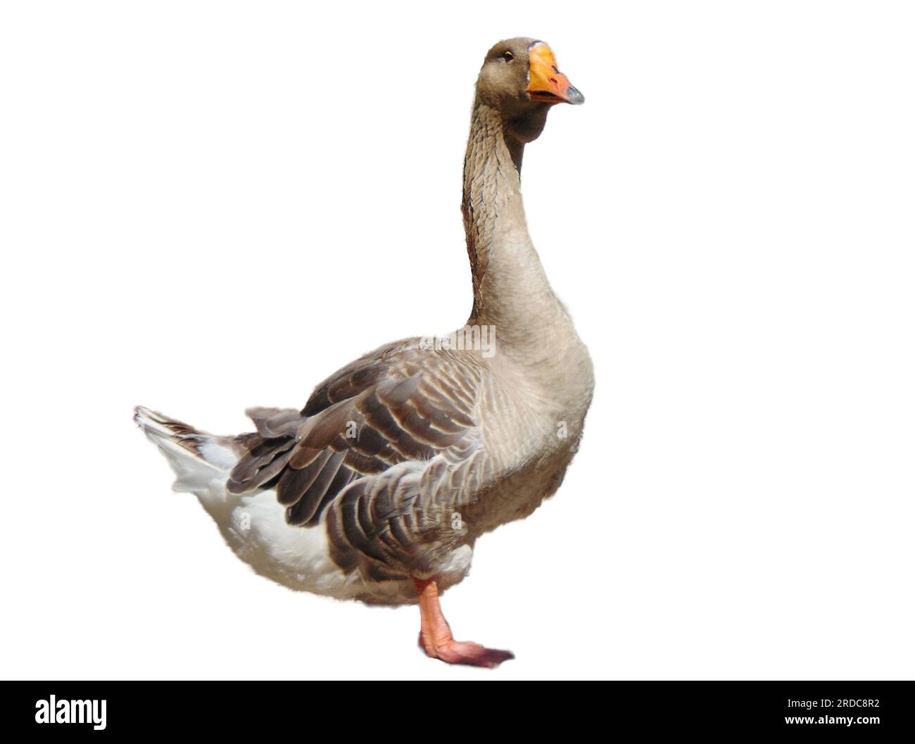 Anser anser domesticus Cut Out Stock Images & Pictures - Alamy