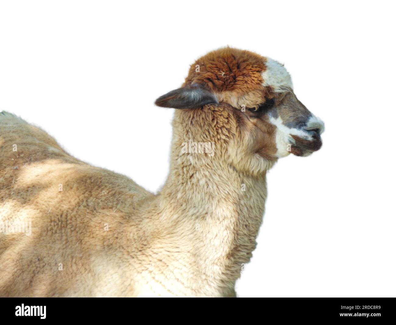 Alpaca isolated on white background Stock Photo - Alamy