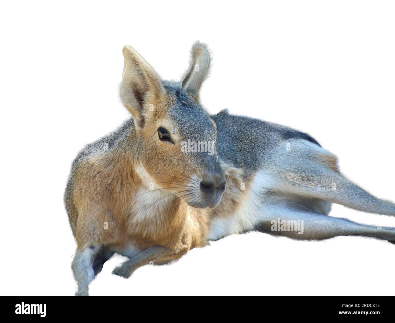 A Patagonian Mara isolated on white. Dolichotis patagonum Stock Photo ...