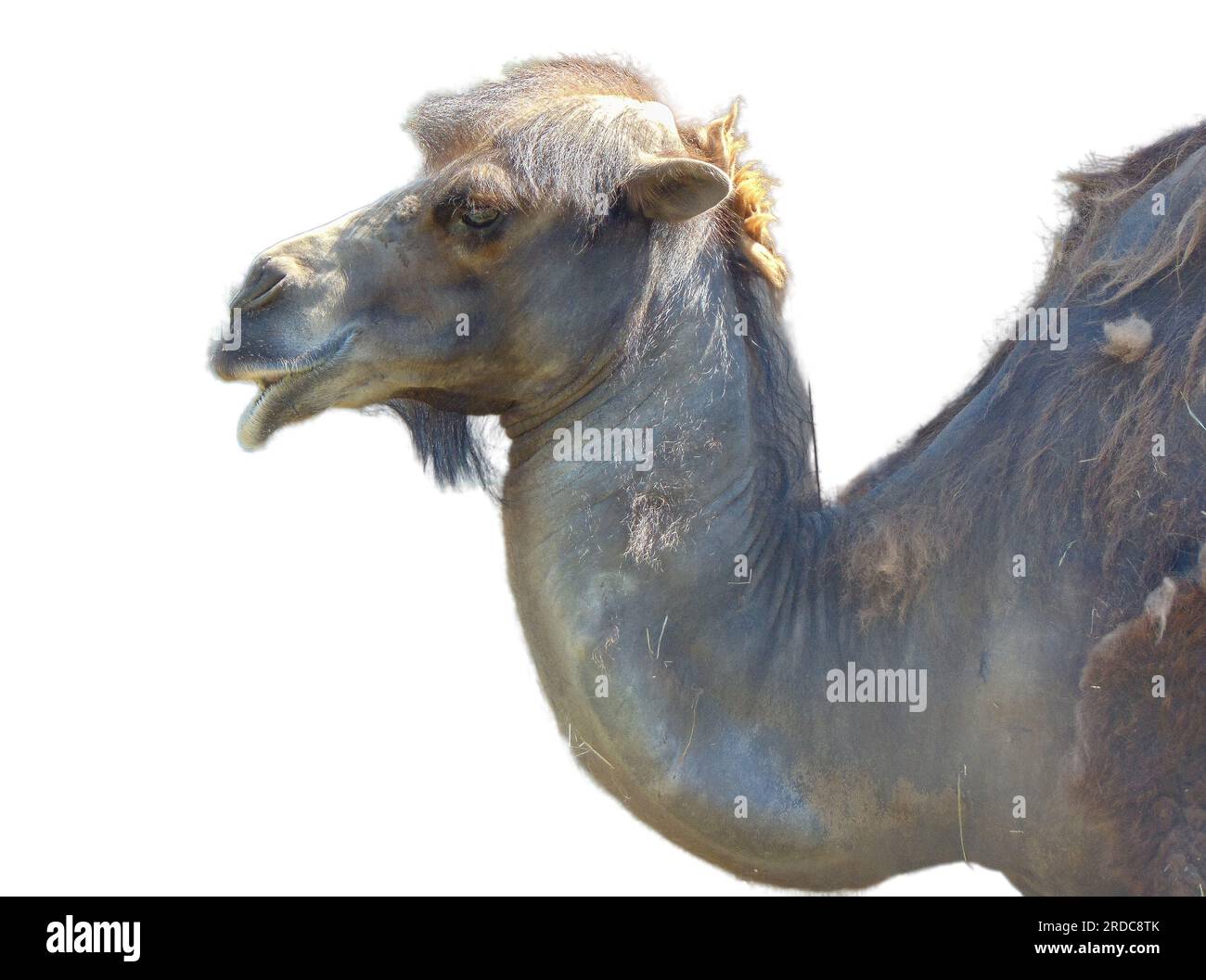 Camel isolated on white background Stock Photo - Alamy