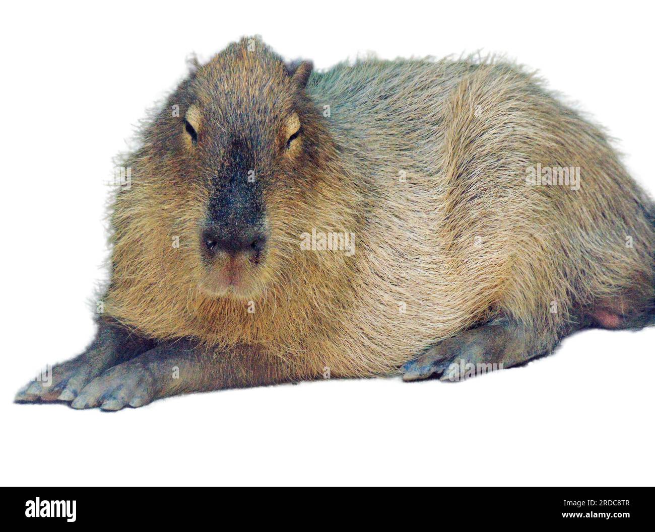 Capybara isolated on white background Stock Photo - Alamy