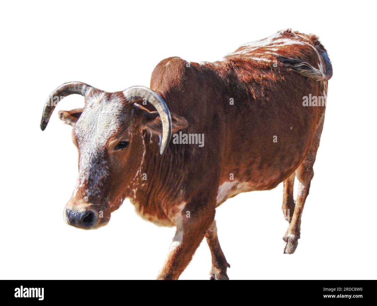 Zebu cow isolated on white background Stock Photo - Alamy