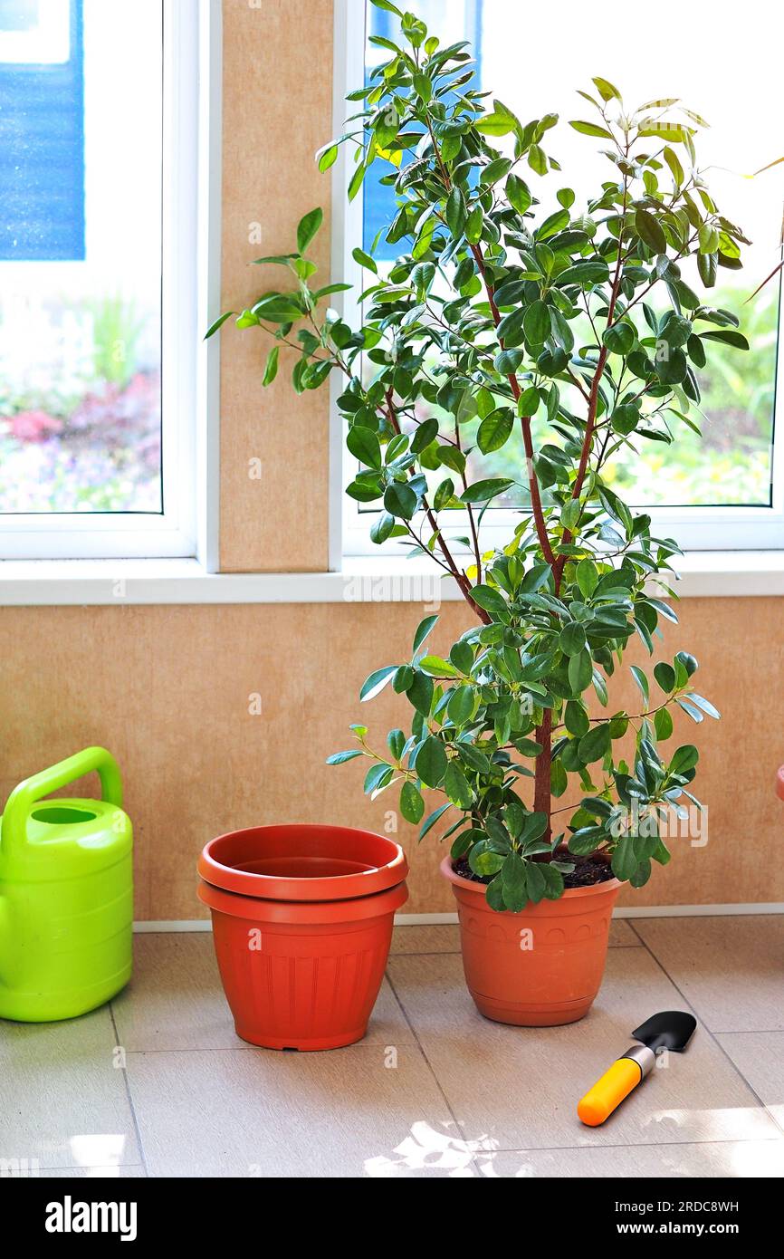 Transplanting ficus into large bucket. Ficus is in pot indoors. Indoor ...