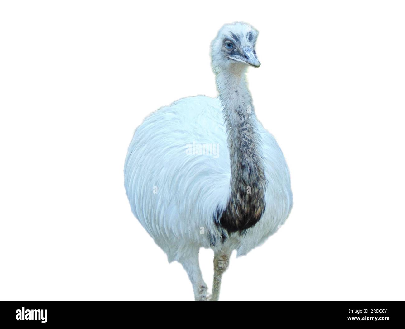 White nandu isolated on white background Stock Photo - Alamy
