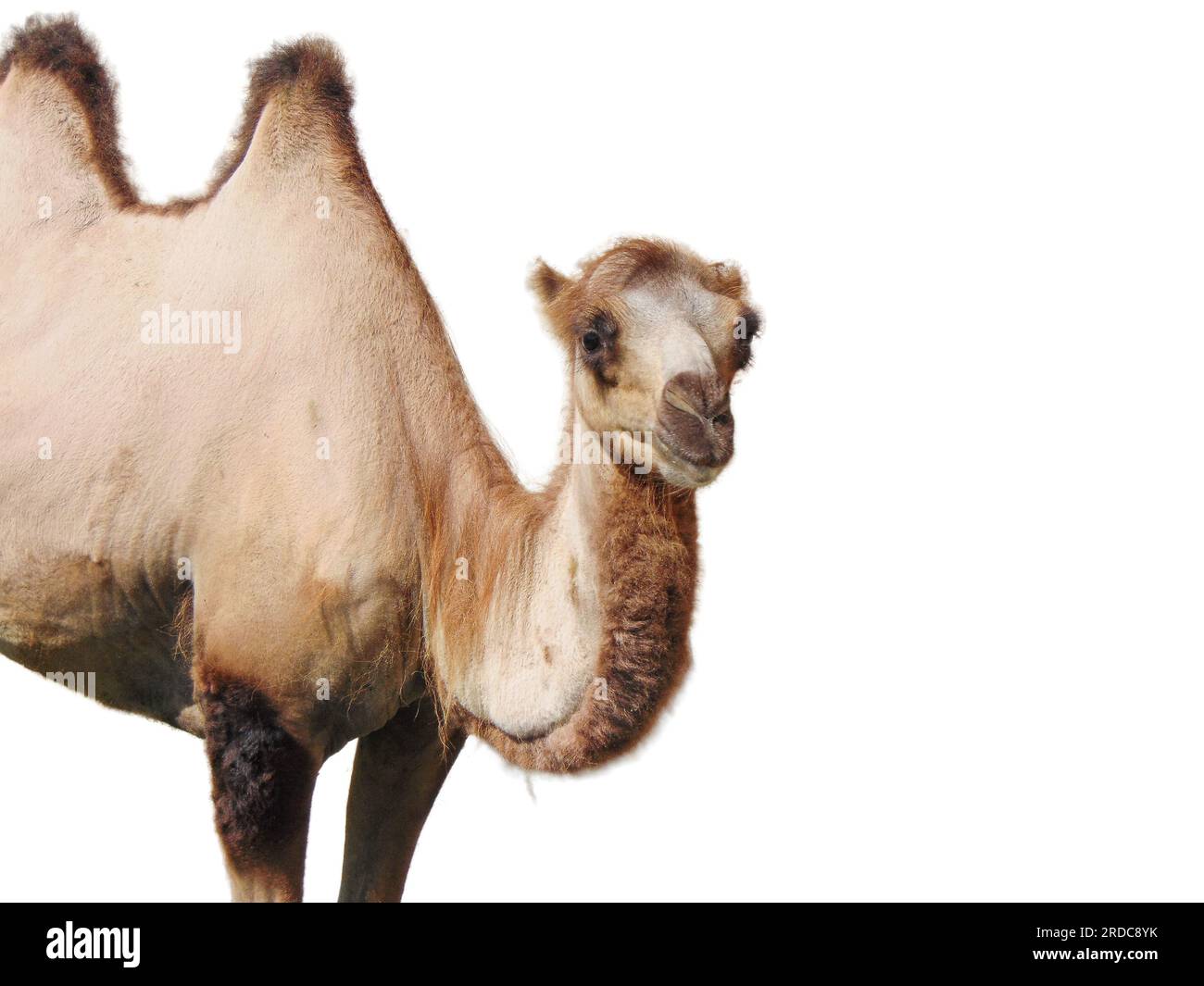Bactrian camel isolated on white background Stock Photo - Alamy