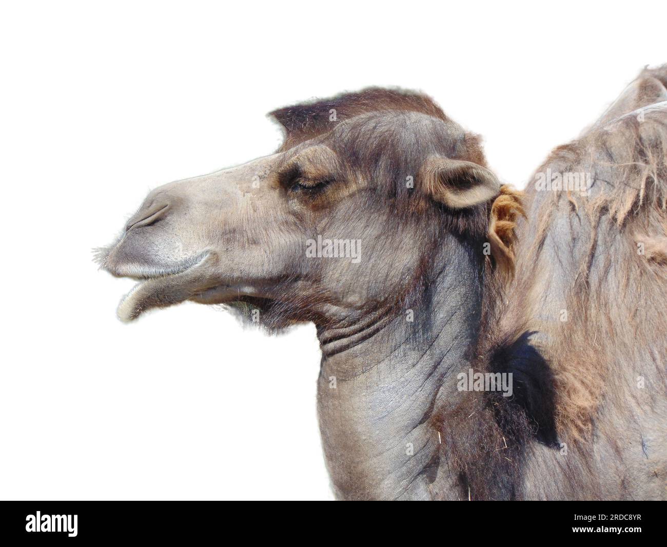 Camel isolated on white background Stock Photo - Alamy