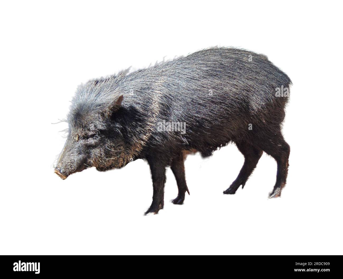 Peccary pig portrait hi-res stock photography and images - Alamy