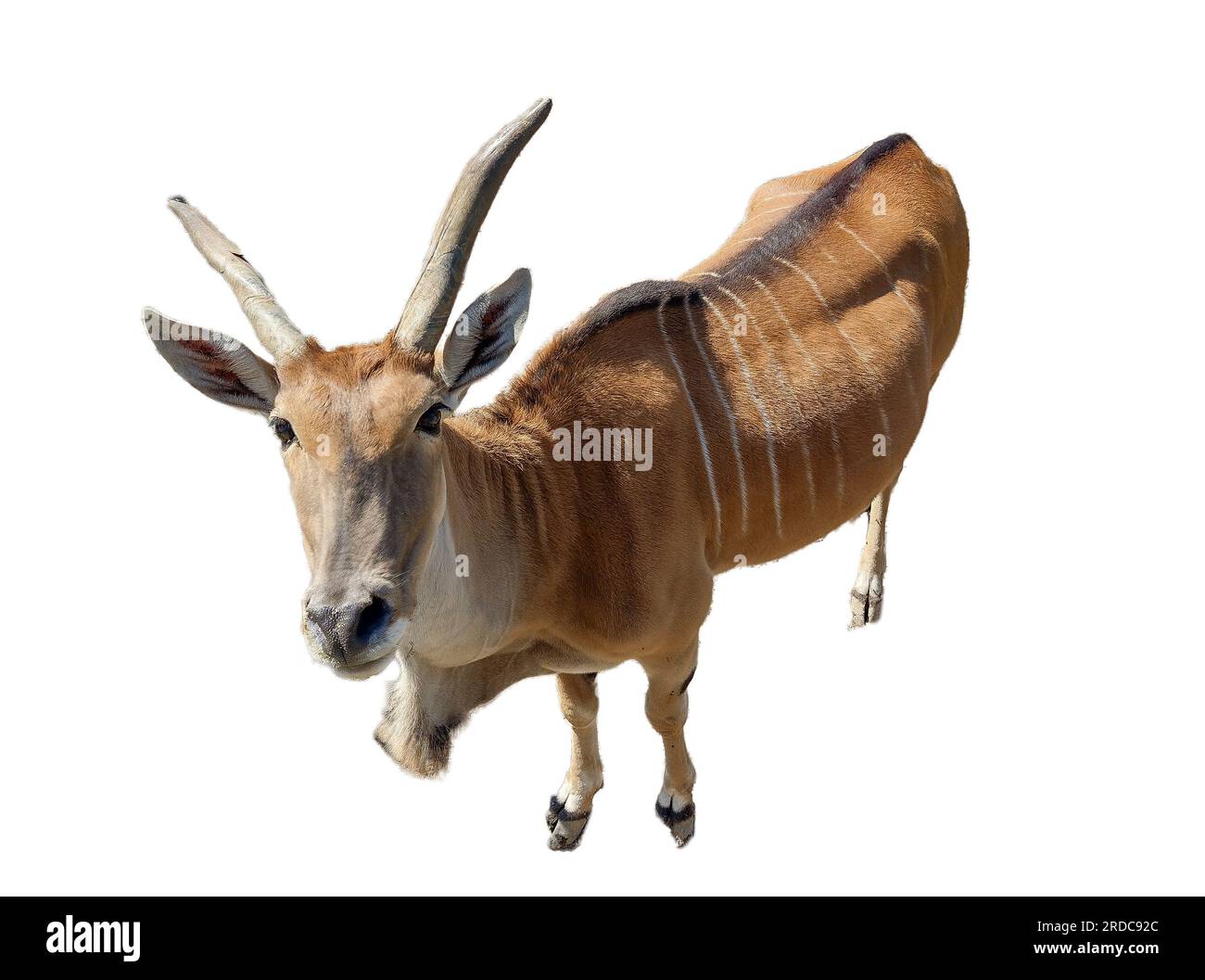 Taurotragus Cut Out Stock Images & Pictures - Alamy