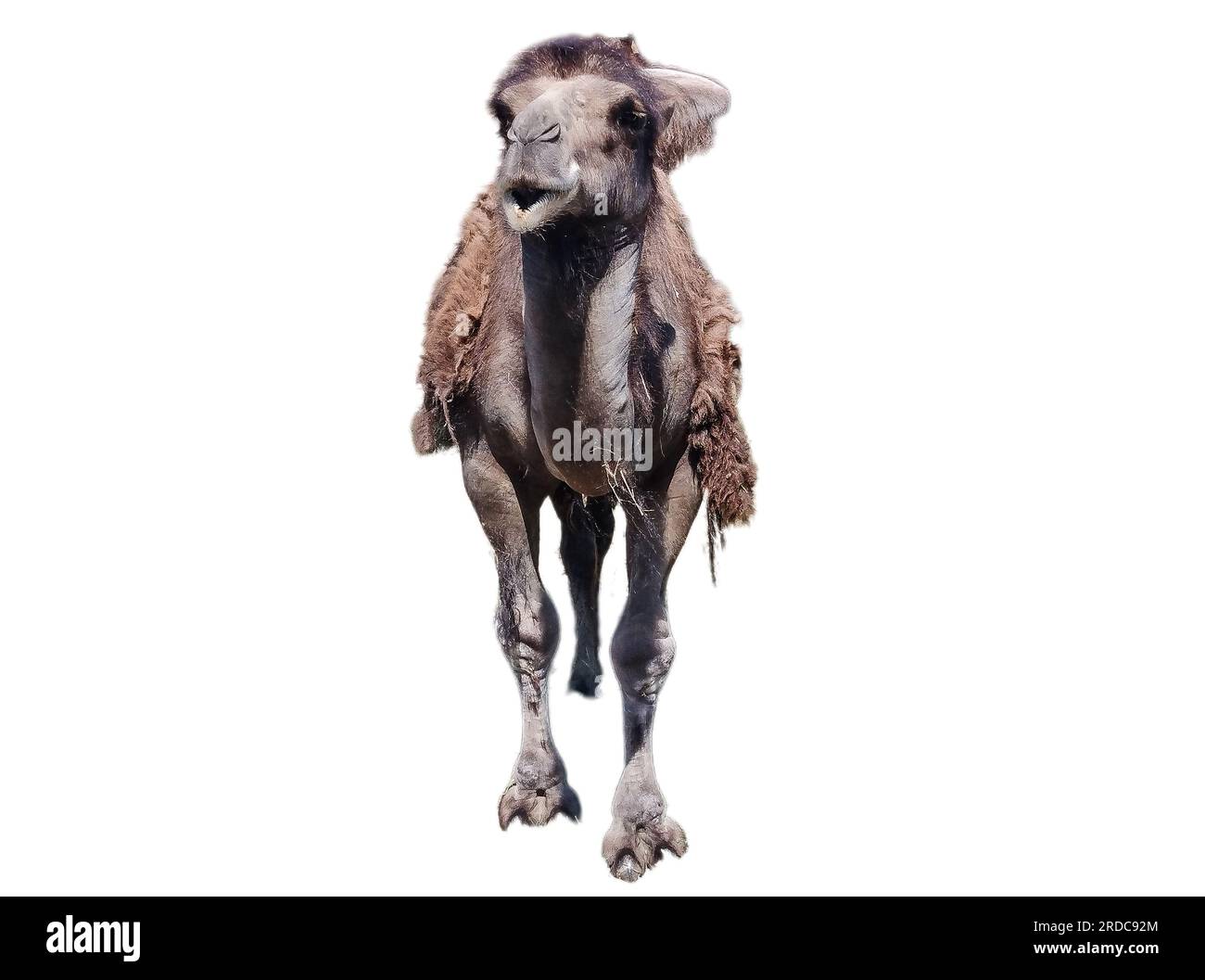 Camel isolated on white background Stock Photo - Alamy