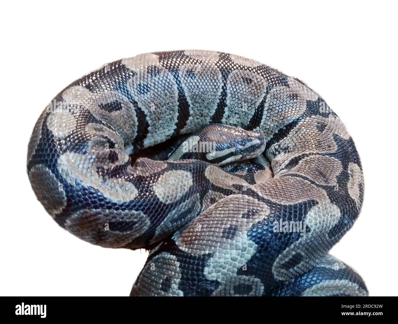 Royal python isolated on white background. Snake Stock Photo - Alamy