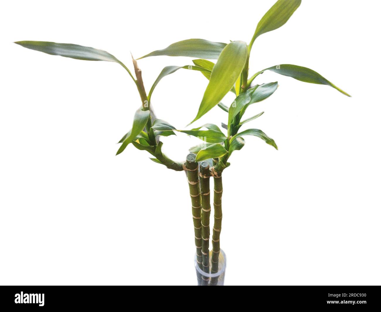 Bamboo isolated on white background Stock Photo - Alamy