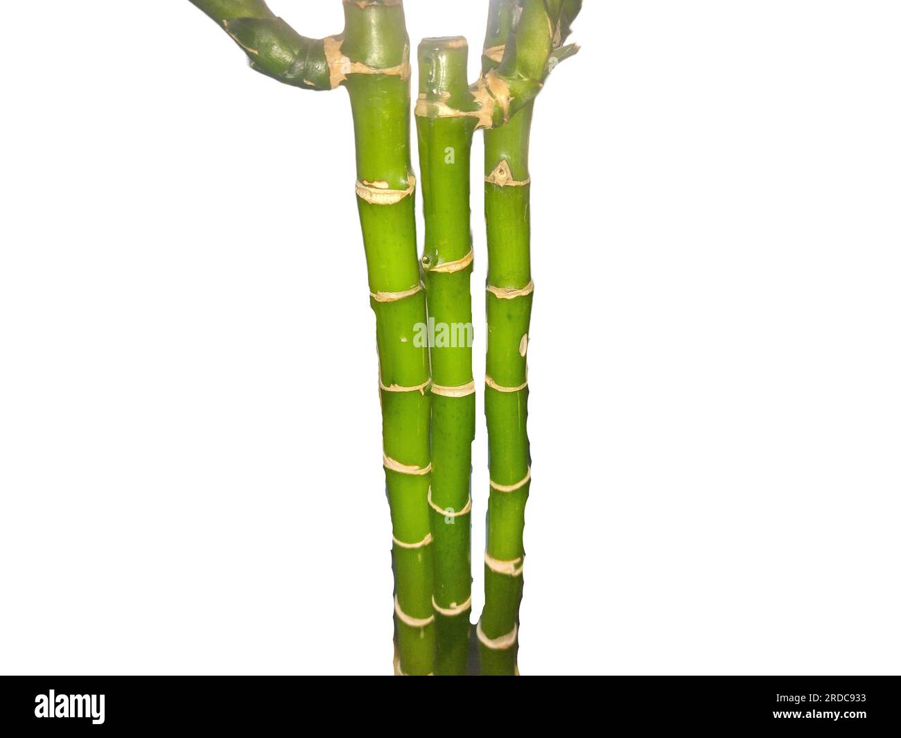 Bamboo isolated on white background Stock Photo - Alamy