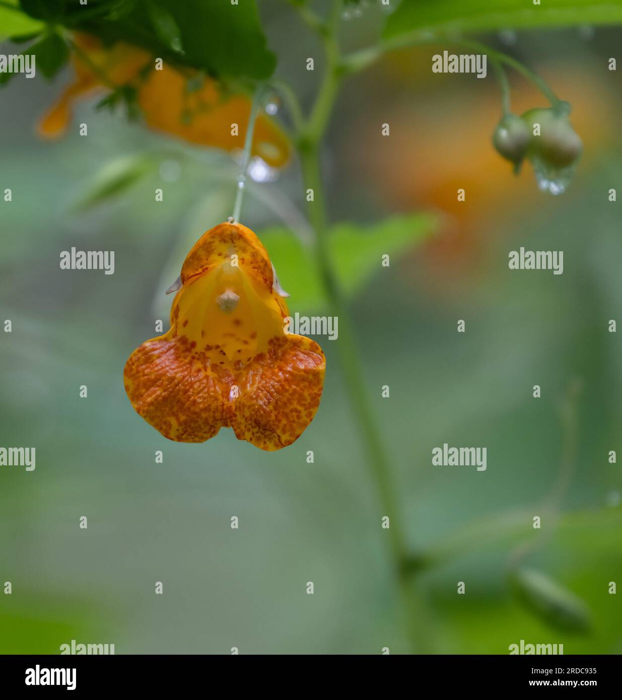 Spotted touch me not hi-res stock photography and images - Alamy