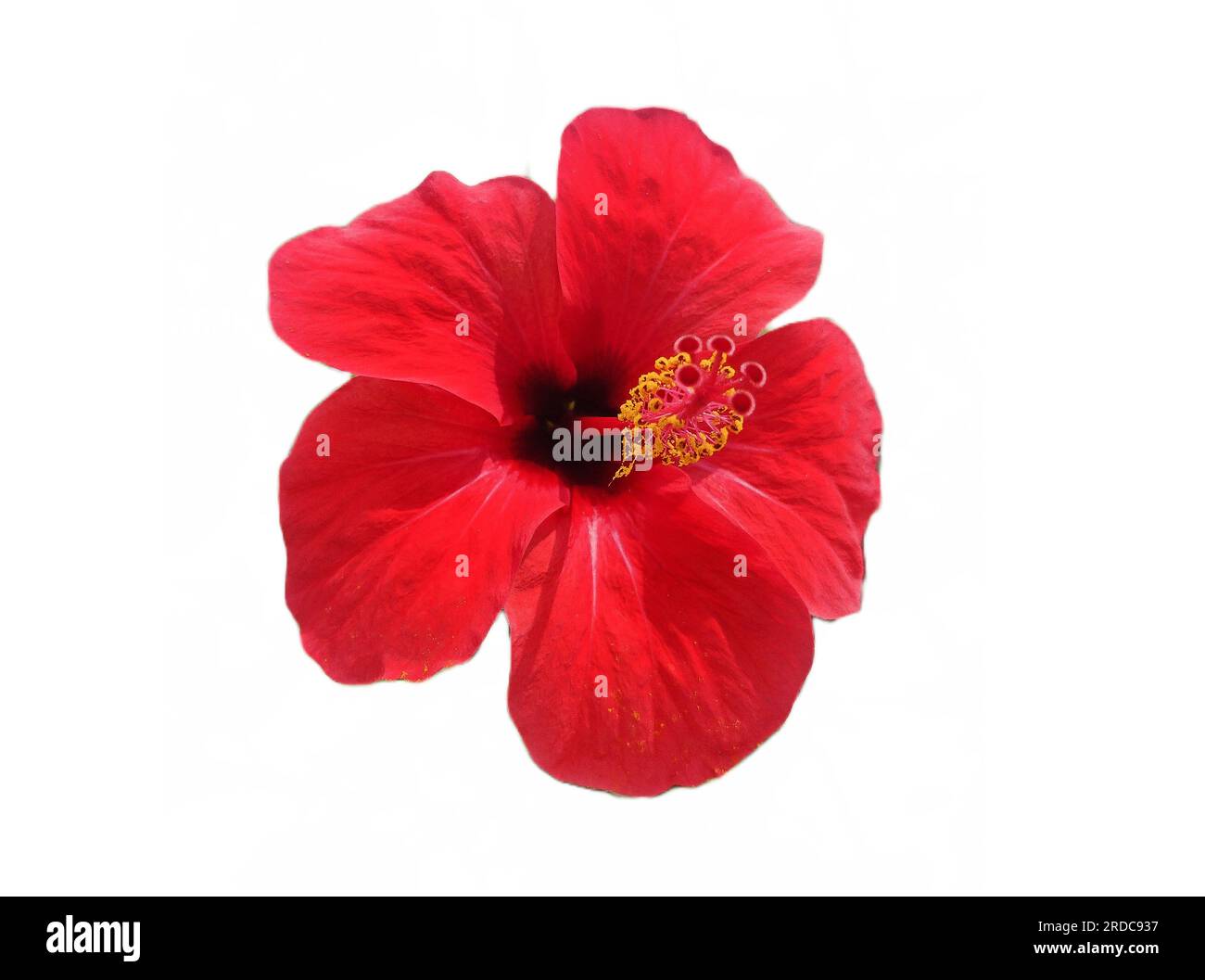 Hawaiian hibiscus flower isolated on white. Hibiscus rosa-sinensis ...
