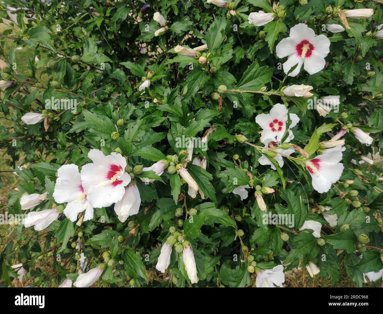 white Rose of Sharon (Hibiscus syriacus) flowers in summer Stock Photo ...