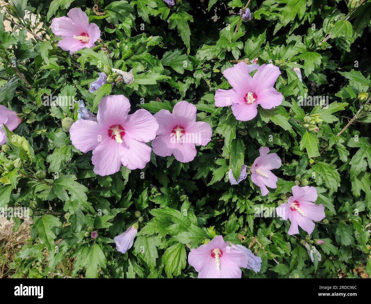 Pink Rose of Sharon (Hibiscus syriacus) flowers in summer Stock Photo ...