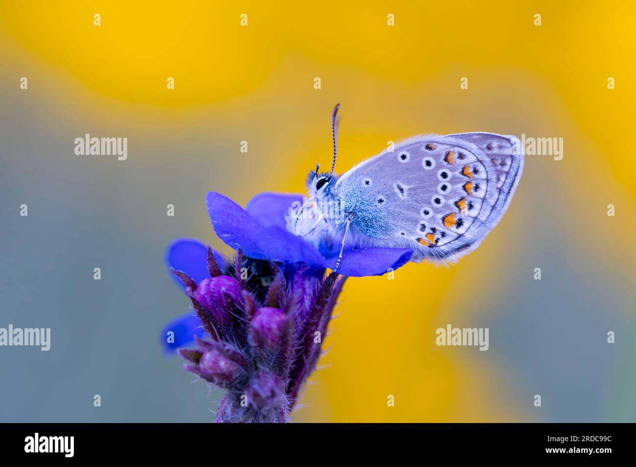 Plebejus zephyrinus hi-res stock photography and images - Alamy