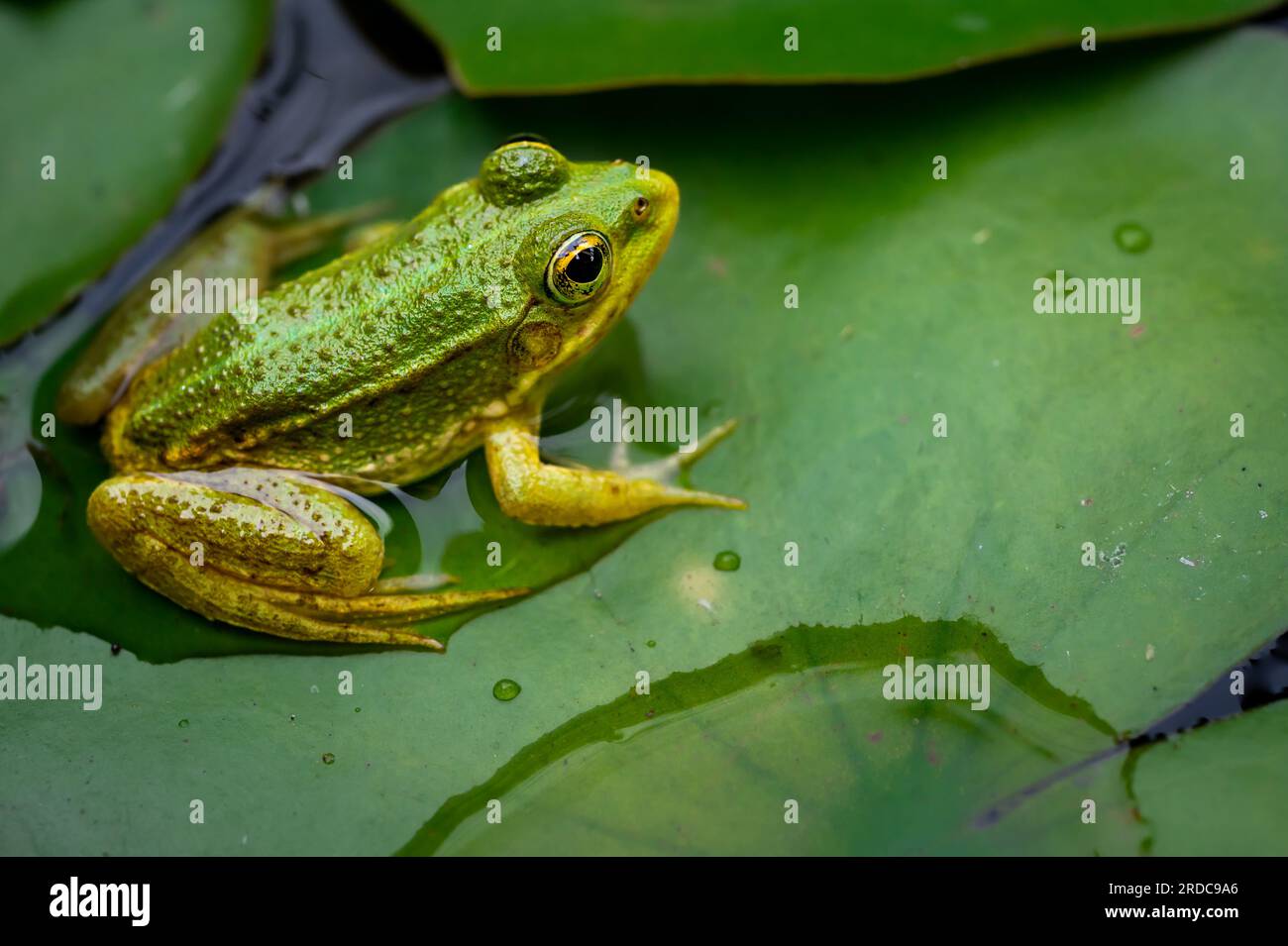 Frog resting. One green pool frog sitting on leaf. Pelophylax lessonae. European frog on water ...