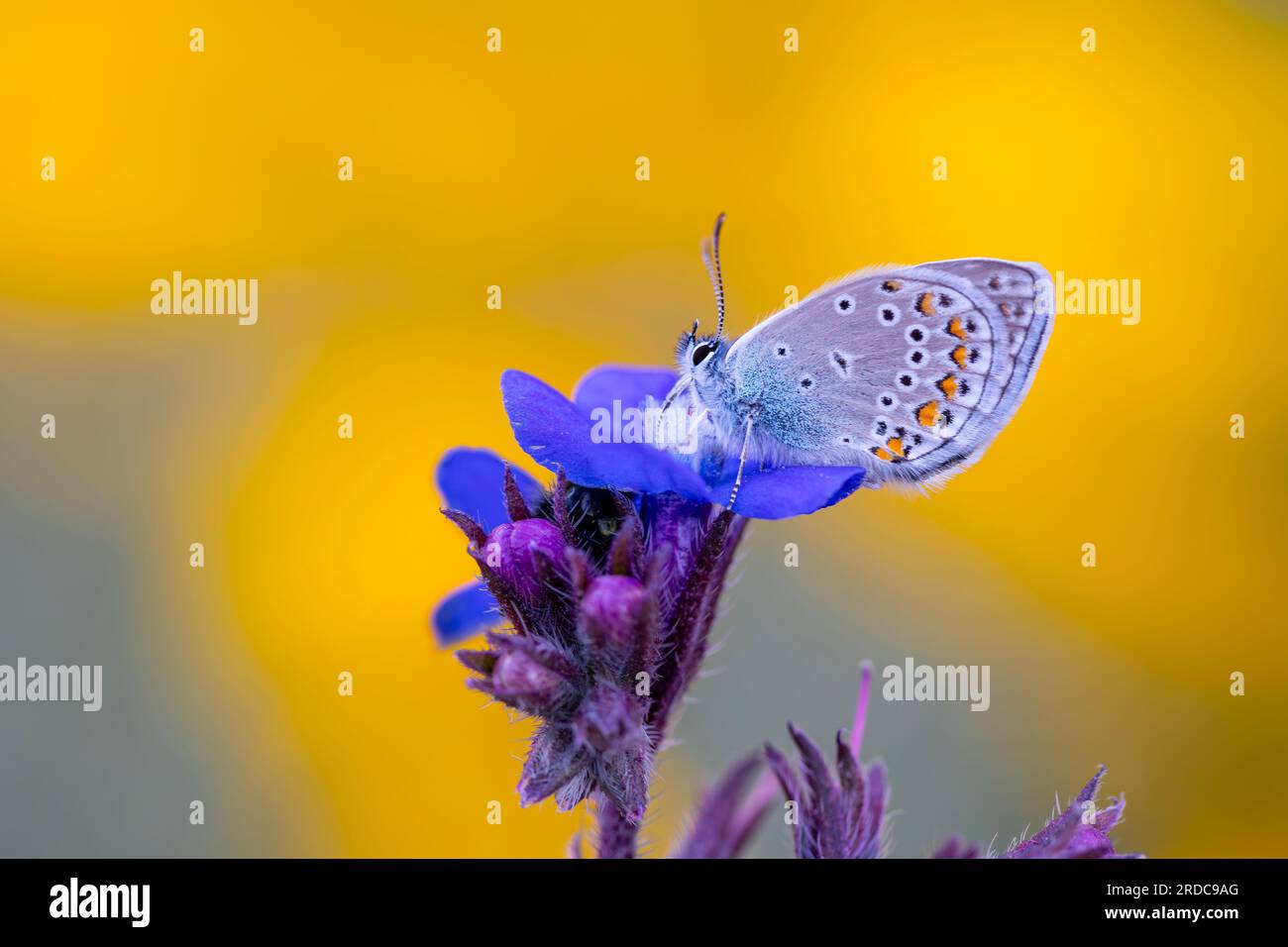 Plebejus zephyrinus hi-res stock photography and images - Alamy