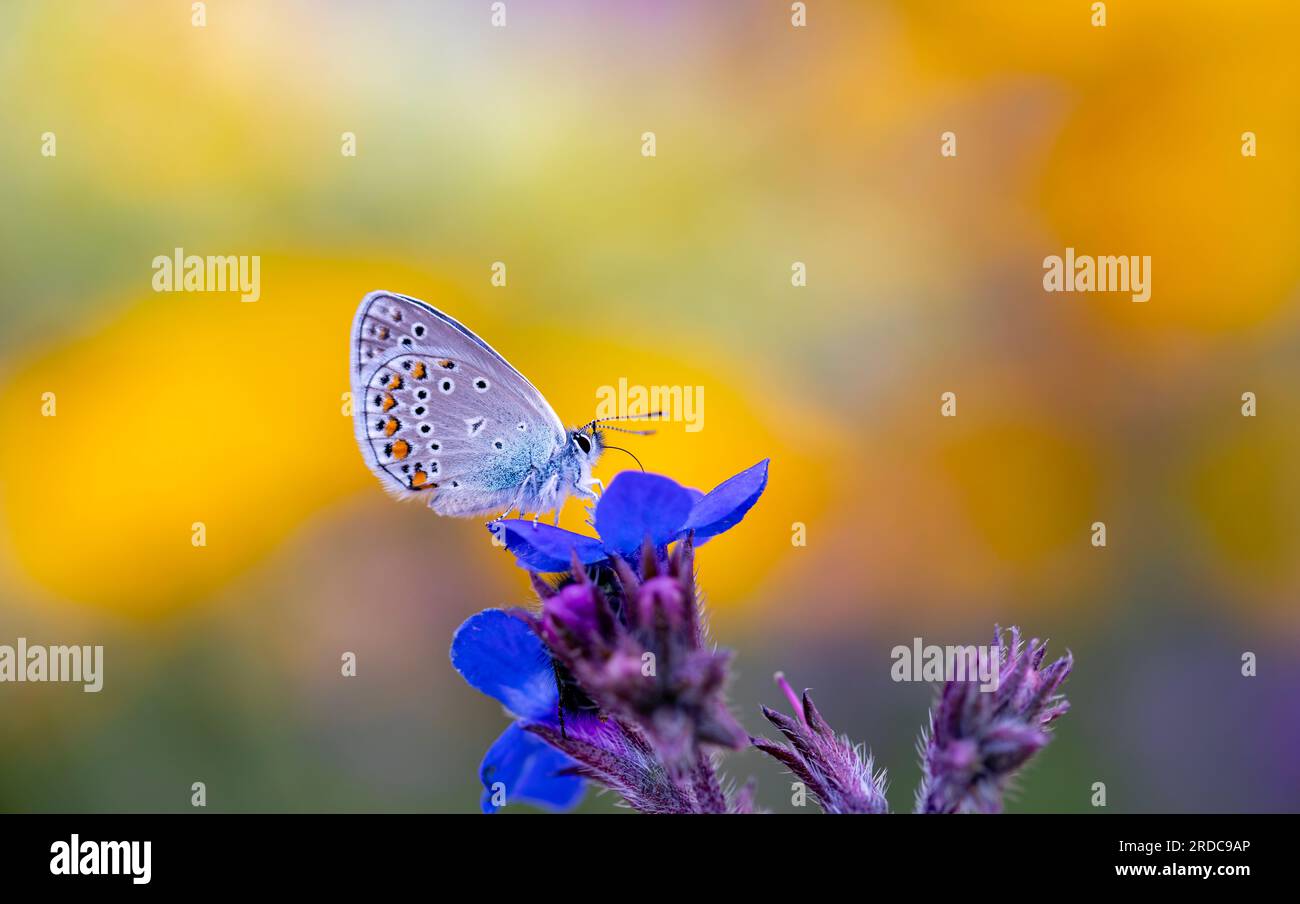 Zephyrinus hi-res stock photography and images - Alamy