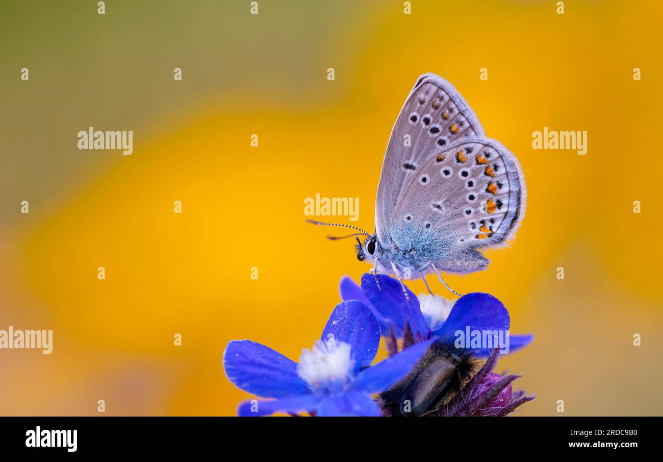 blue little butterfly on blue flower, Turkmenistan Zephyr Blue ...