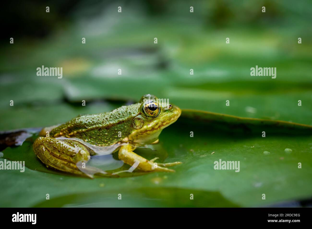 Frog resting. One green pool frog sitting on leaf. Pelophylax lessonae ...