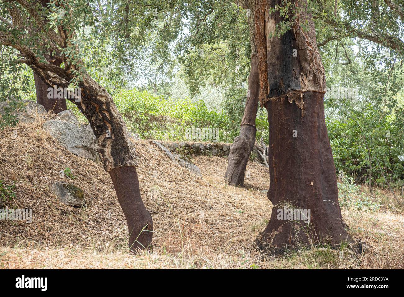 Cork Oak Trees Quercus suber in the Algarve Portugal Stock Photo - Alamy