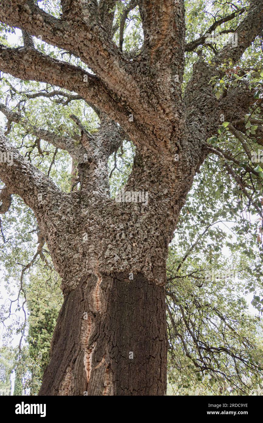 Cork oak tree algarve hi-res stock photography and images - Alamy