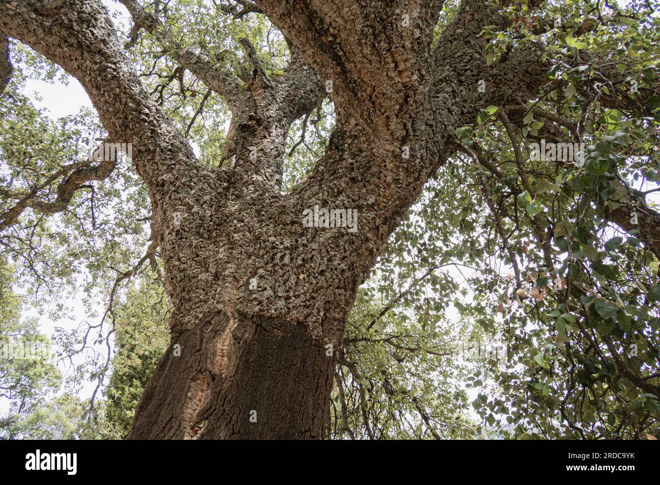 Cork Oak tree Stock Photo - Alamy