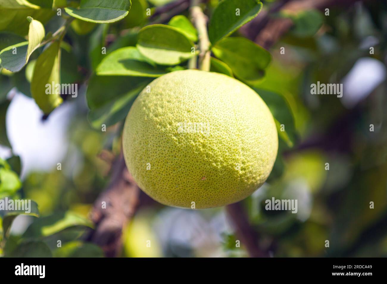 Citrus maxima hi-res stock photography and images - Alamy
