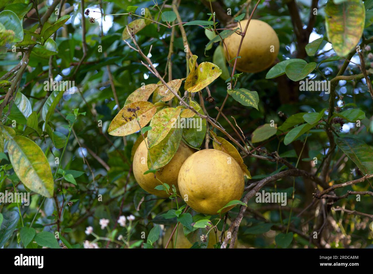 Citrus maxima hi-res stock photography and images - Alamy