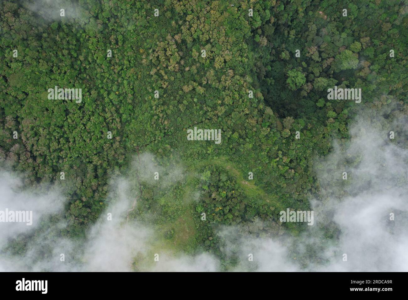 Old volcano crater covered with tree aerial drone top view Stock Photo ...