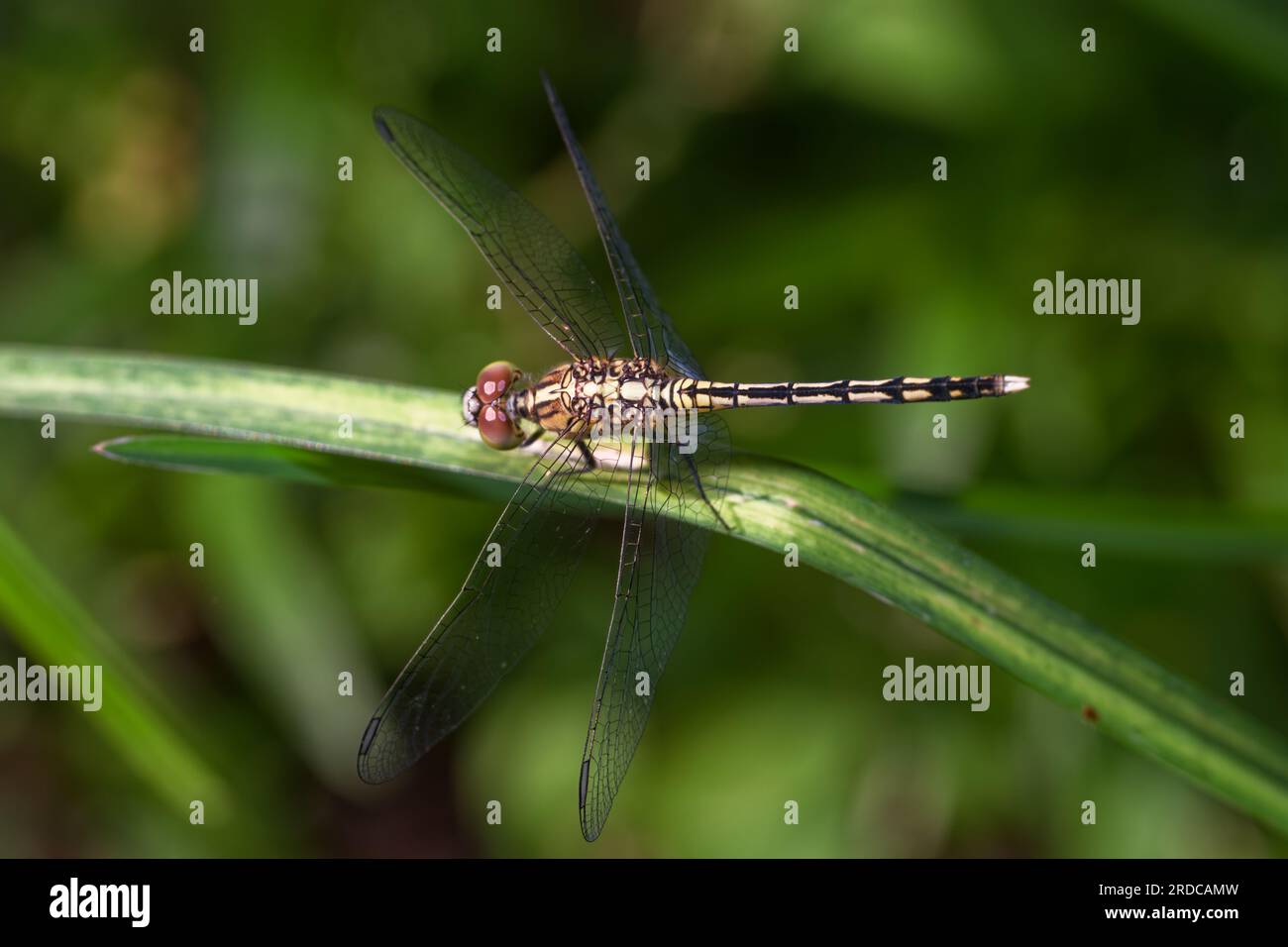 Macro photography of a dragonfly Stock Photo - Alamy