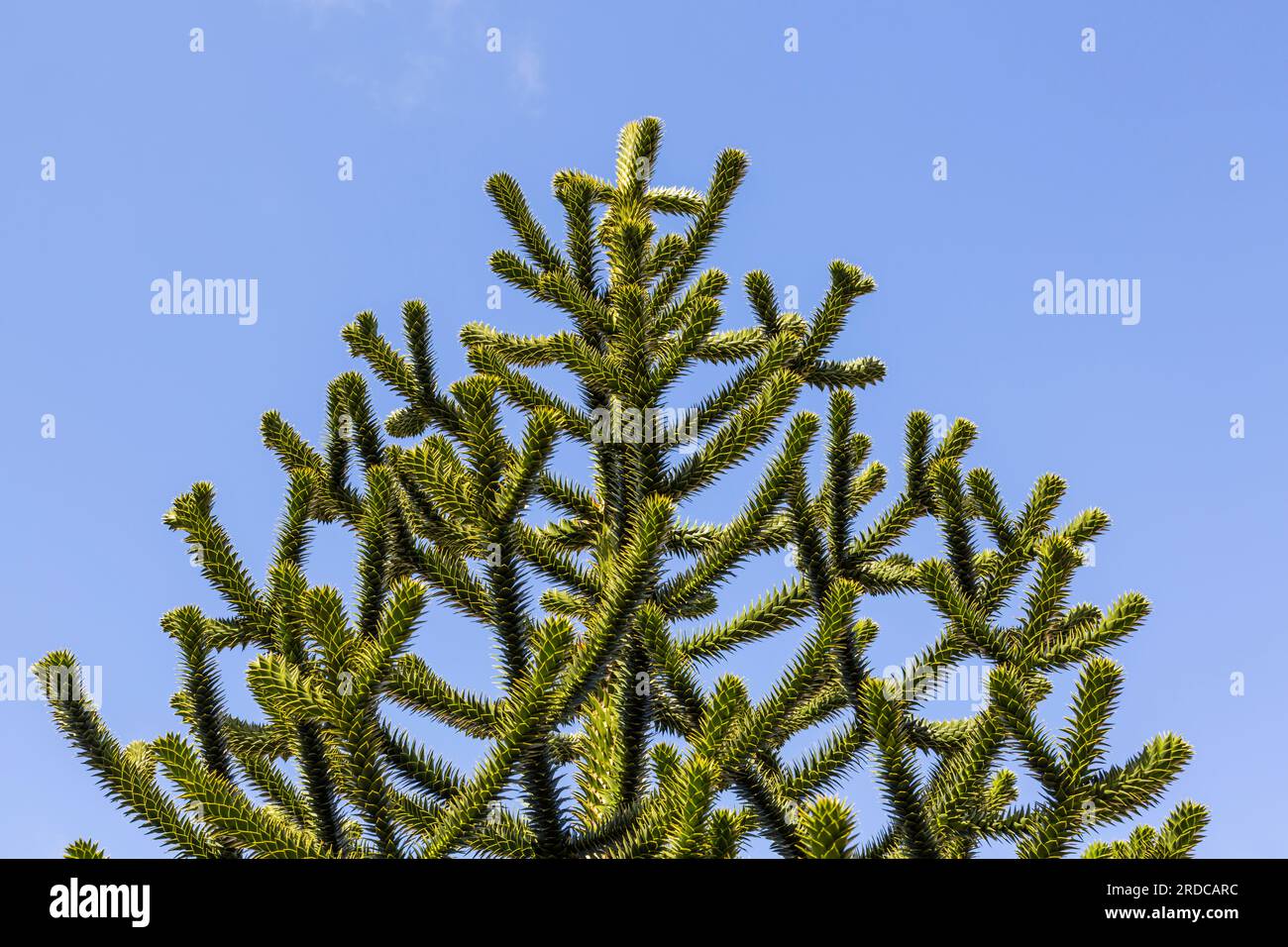 Monkey puzzle tree trees hi-res stock photography and images - Alamy