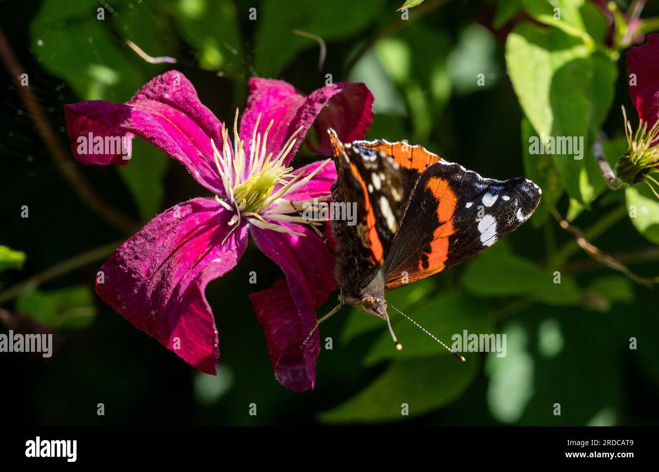 Red Admiral - Vanessa Atalanta - butterfly resting on a clematis flower ...