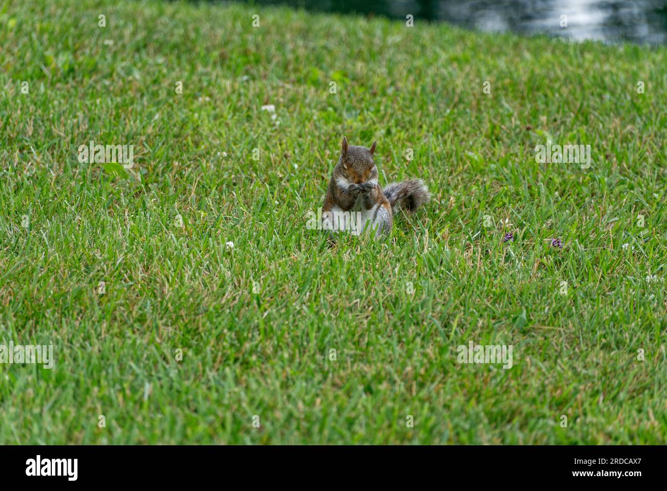 A squirrel sitting in the grass wiping its nose with its eyes closed ...