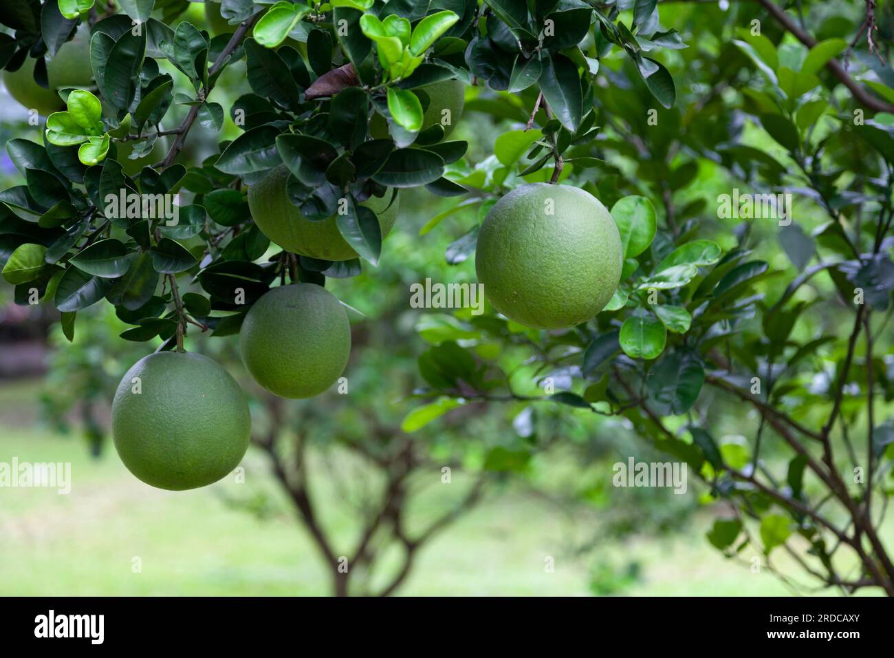 Pomelos hanging on tree hi-res stock photography and images - Alamy