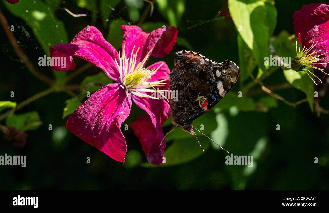 Red Admiral - Vanessa Atalanta - butterfly resting on a clematis flower ...