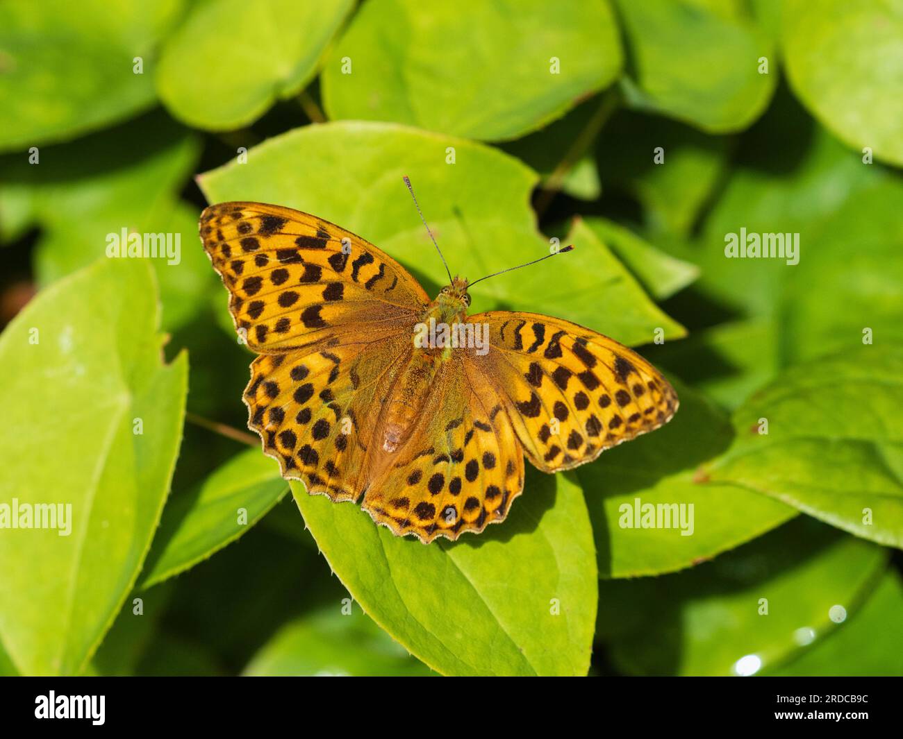 Female Silver washed fritillary butterfly, Argynnis paphia resting with ...