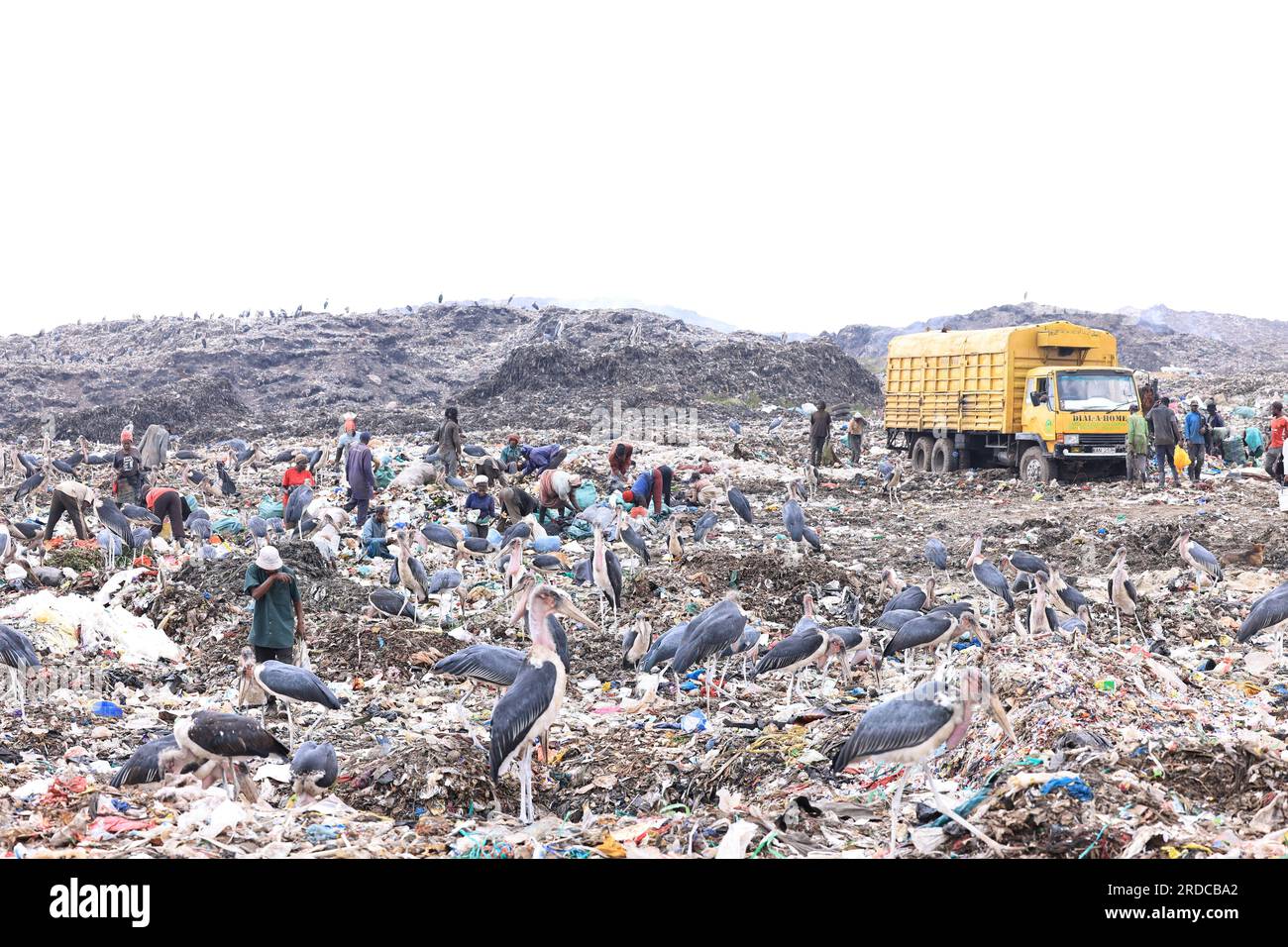 People are seen picking recyclables amongst Marabou storks at the ...