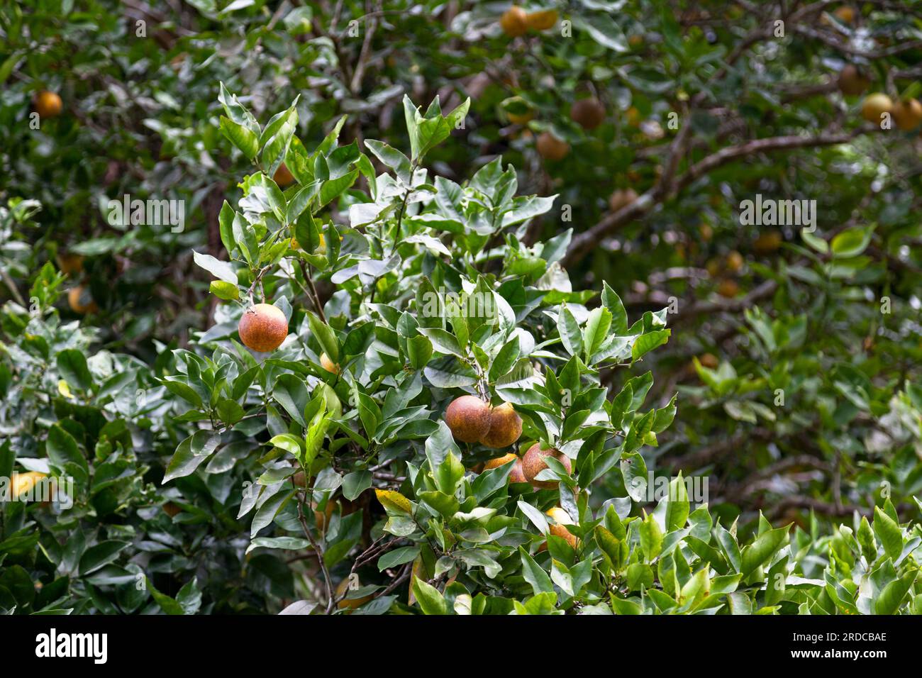 Citrus limetta, alternatively considered to be a cultivar of Citrus ...