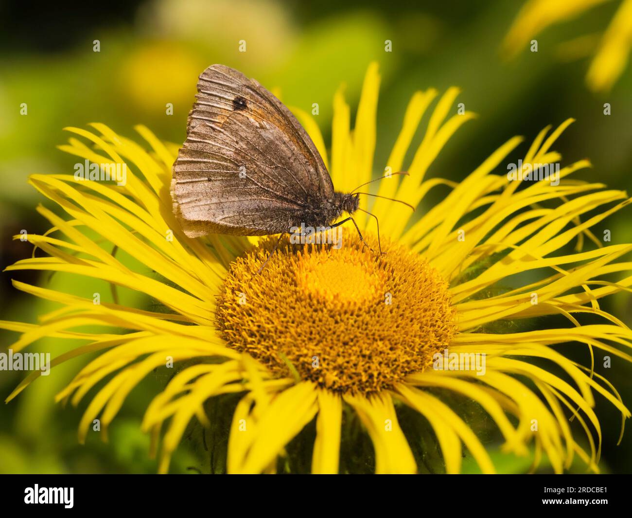Underwings hi-res stock photography and images - Alamy