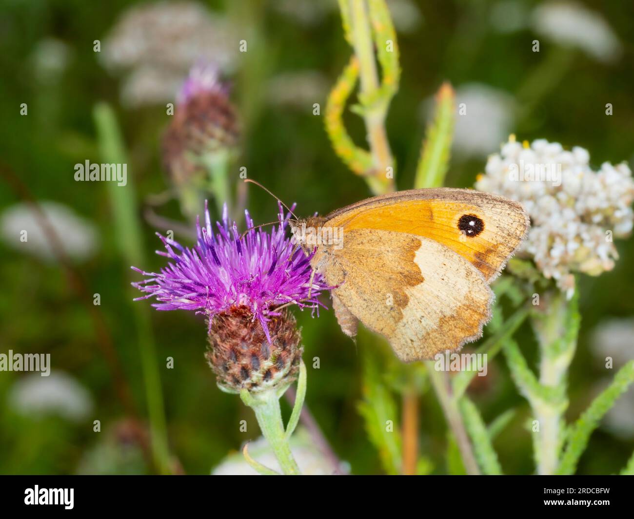 Adult female Meadow brown UK butterfly, Maniola jurtina, underwing ...