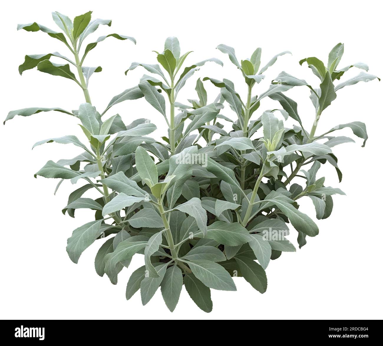 fresh white sage (Salvia apiana Stock Photo - Alamy