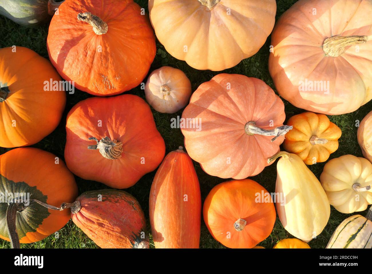 Pumpkins and squashes autumn background. Pumpkins varieties collection ...